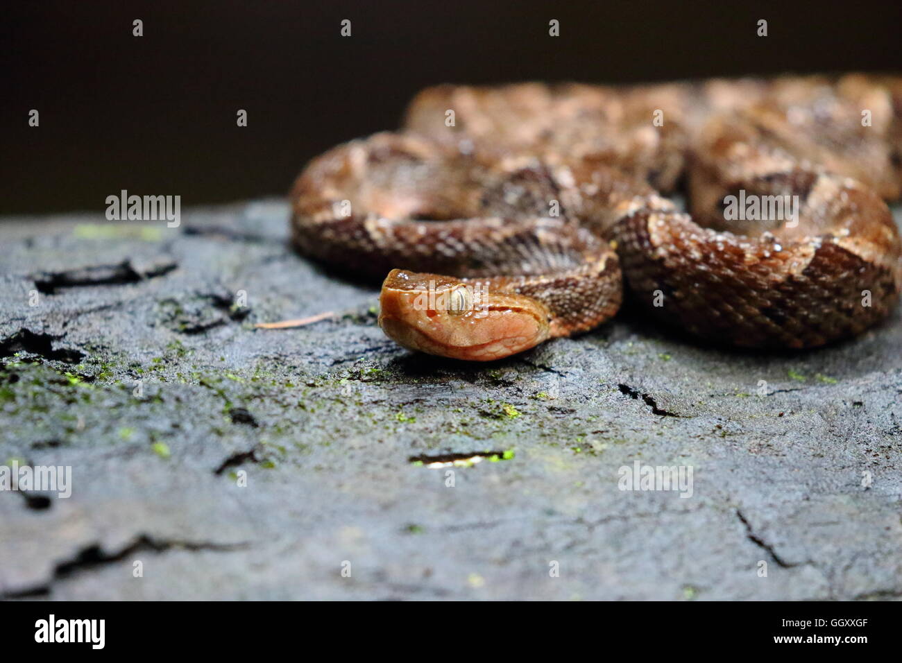 Bothrops atrox asper immagini e fotografie stock ad alta risoluzione ...
