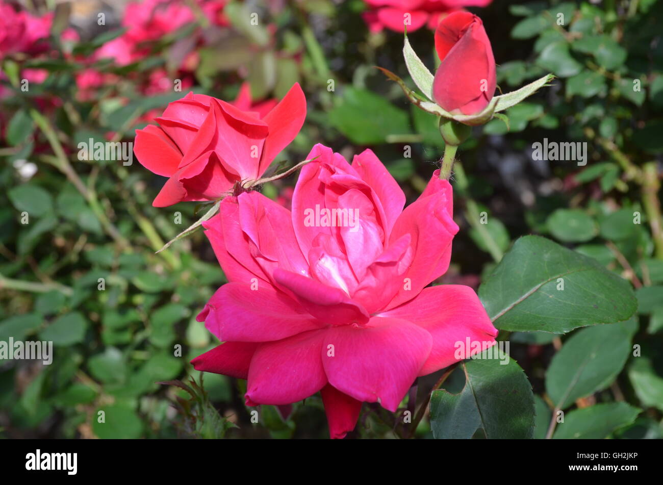 Velluto rosa immagini e fotografie stock ad alta risoluzione - Alamy