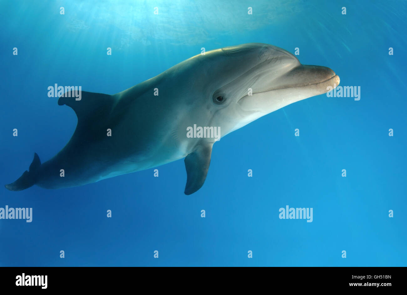 Delfino comune con naso a bottiglia immagini e fotografie stock ad alta ...