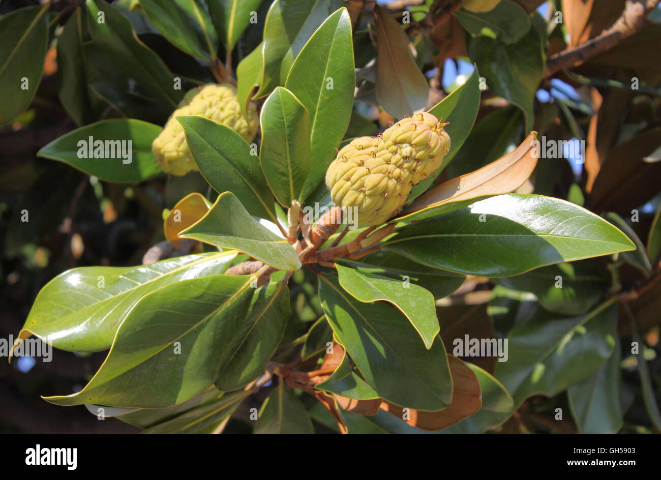 Ficus australis immagini e fotografie stock ad alta risoluzione - Alamy
