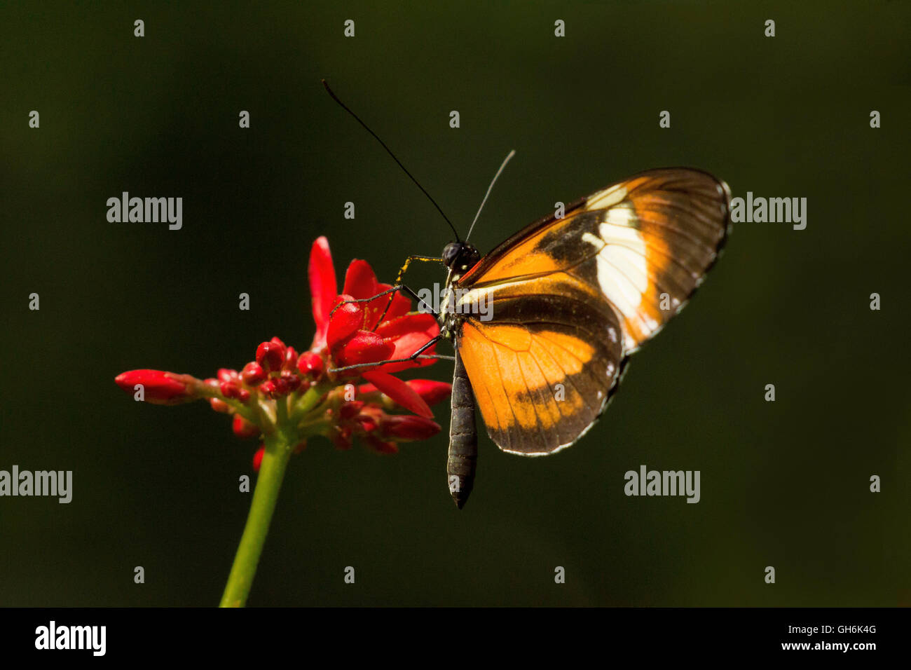 Numata longwing immagini e fotografie stock ad alta risoluzione - Alamy