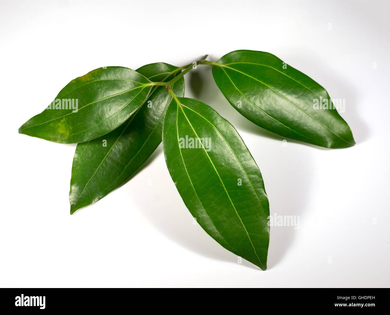 Piante di cannella immagini e fotografie stock ad alta risoluzione - Alamy