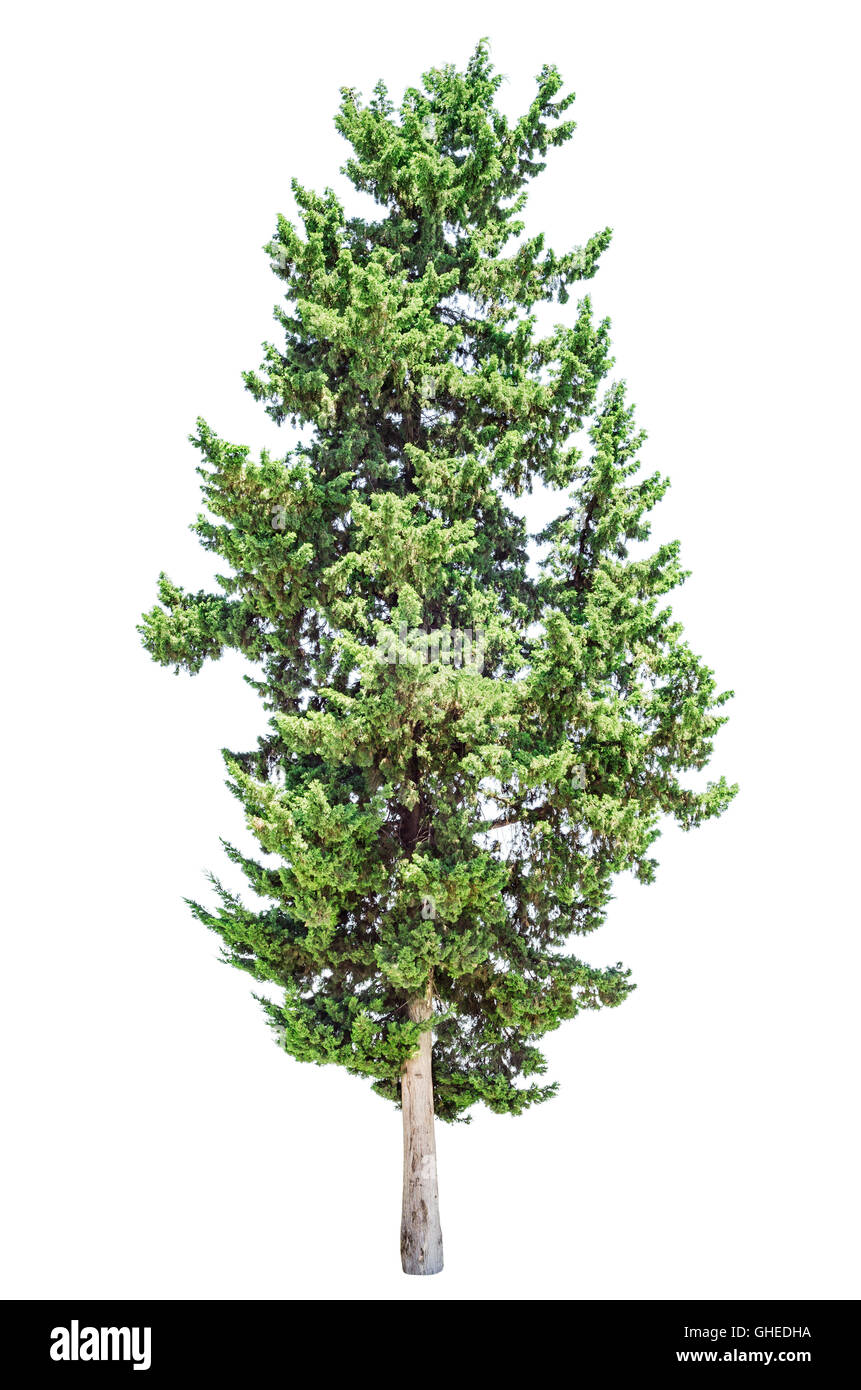 Cipresso alto immagini e fotografie stock ad alta risoluzione - Alamy