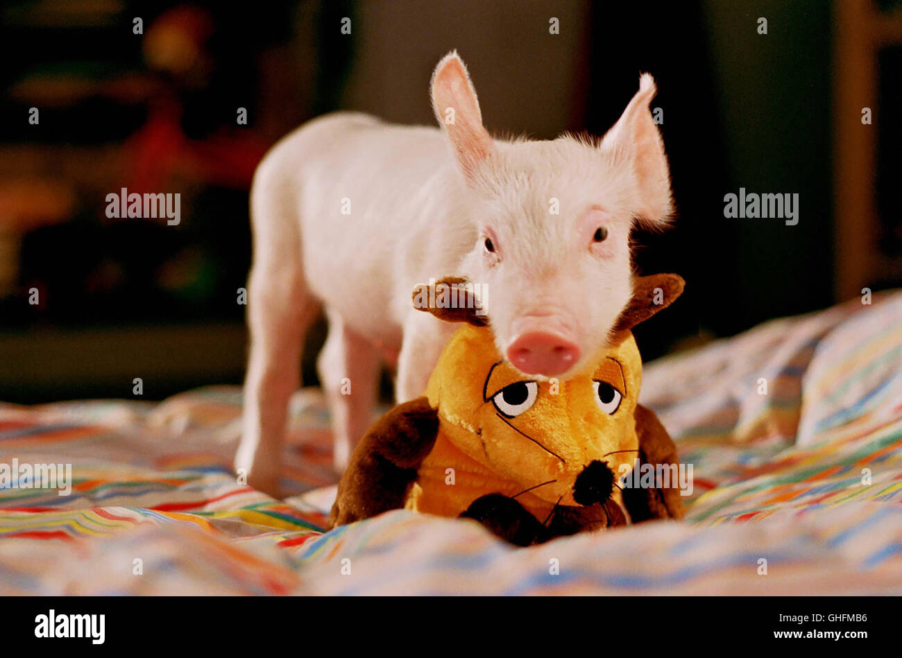 RUDI RENNSCHWEIN RÜSSEL 2 - RUDI RENNT WIEDER Rennschwein Rudi Rüssel 2 ...