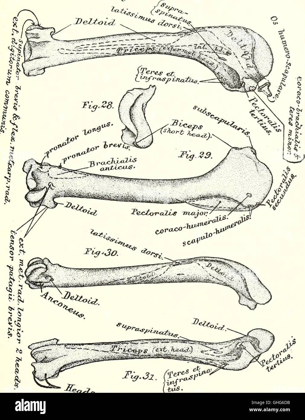 La miologia del corvo imperiale (Corvus corax sinuatus.) una guida per ...
