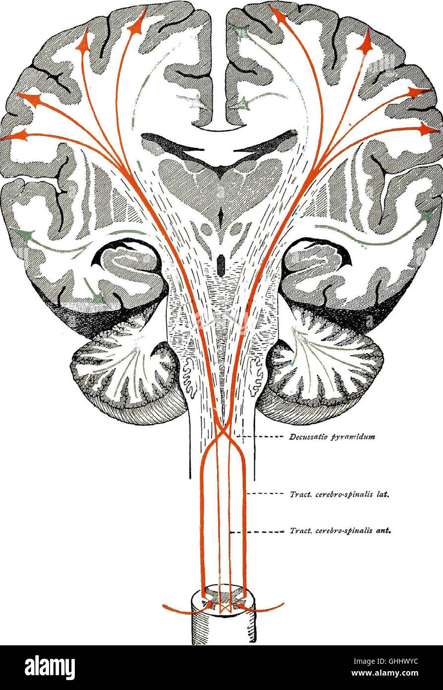 Cervello del sistema nervoso e disegno del midollo spinale Immagini ...