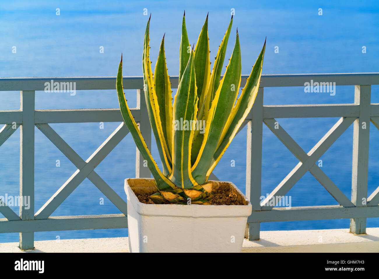 Pianta di santorini grecia immagini e fotografie stock ad alta ...