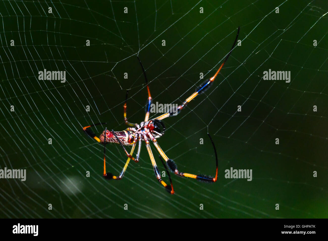 Ragno tessitore di seta dorata immagini e fotografie stock ad alta ...