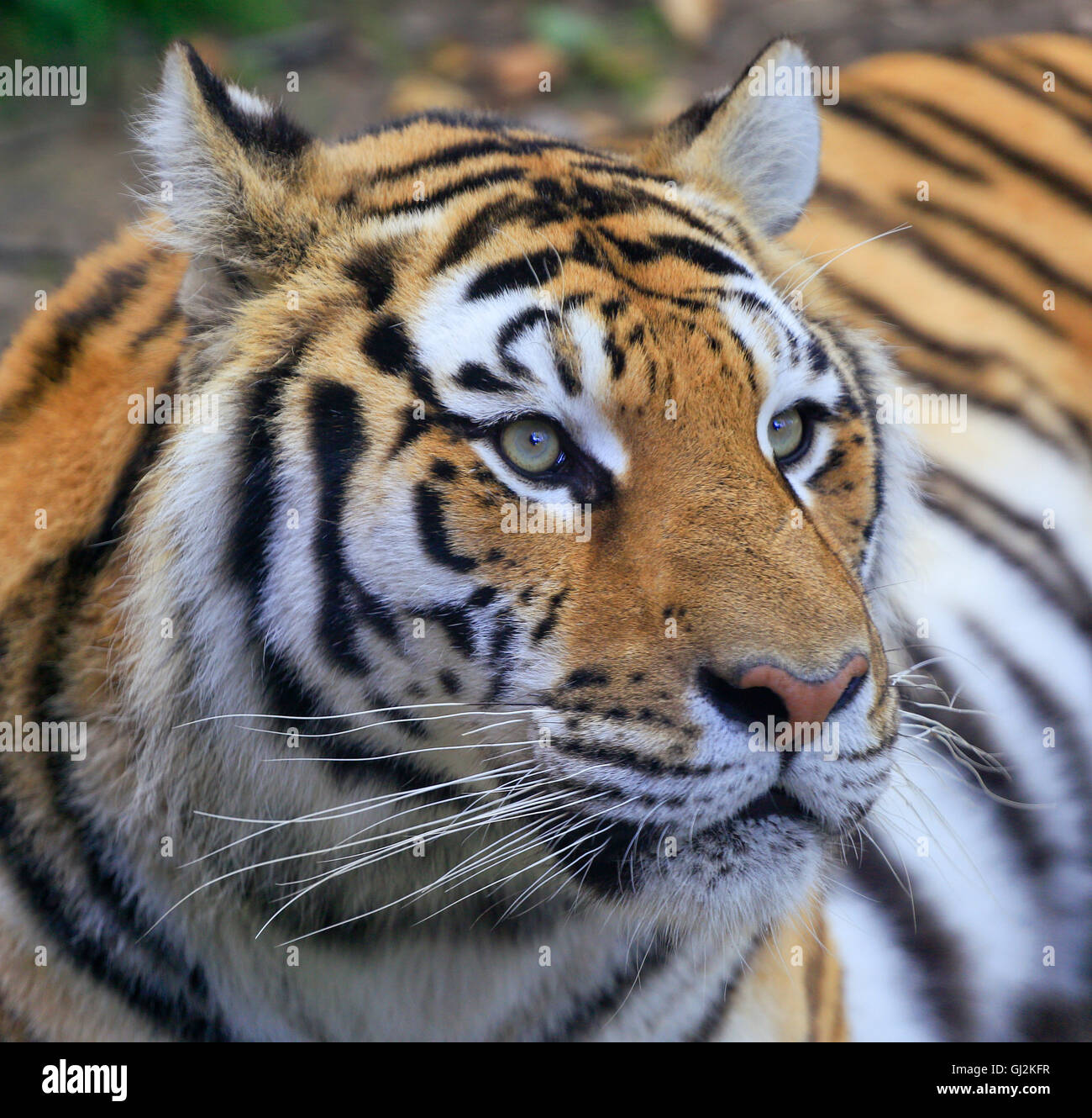 Fauna selvatica del bengala immagini e fotografie stock ad alta ...