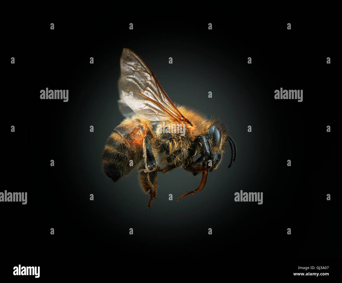 Ape anatomia immagini e fotografie stock ad alta risoluzione - Alamy