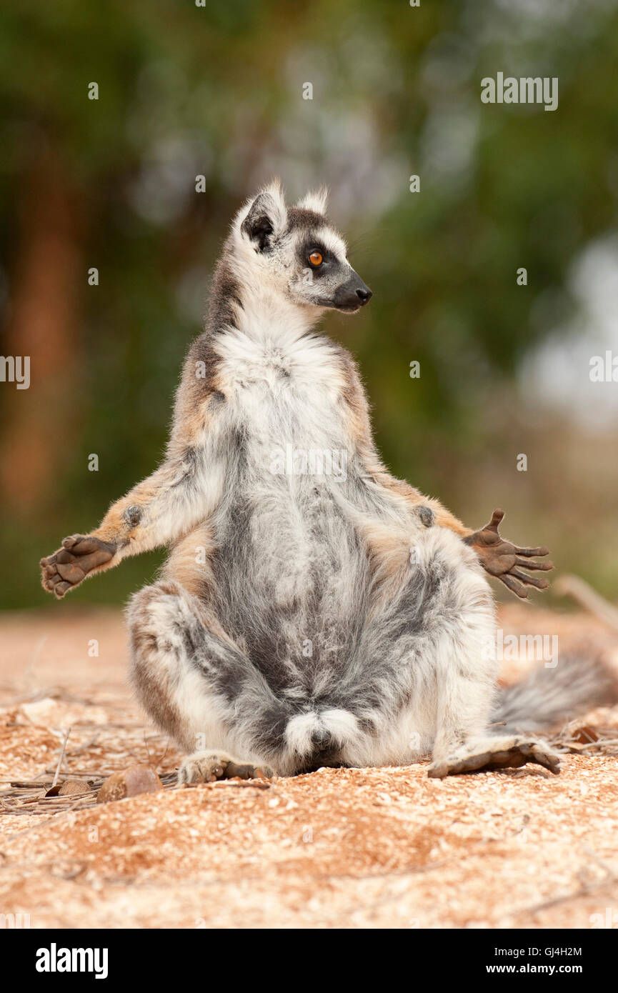 Mani di lemure immagini e fotografie stock ad alta risoluzione - Alamy