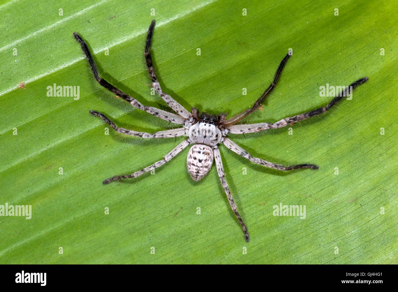 Ragno cacciatore sparassidae immagini e fotografie stock ad alta ...
