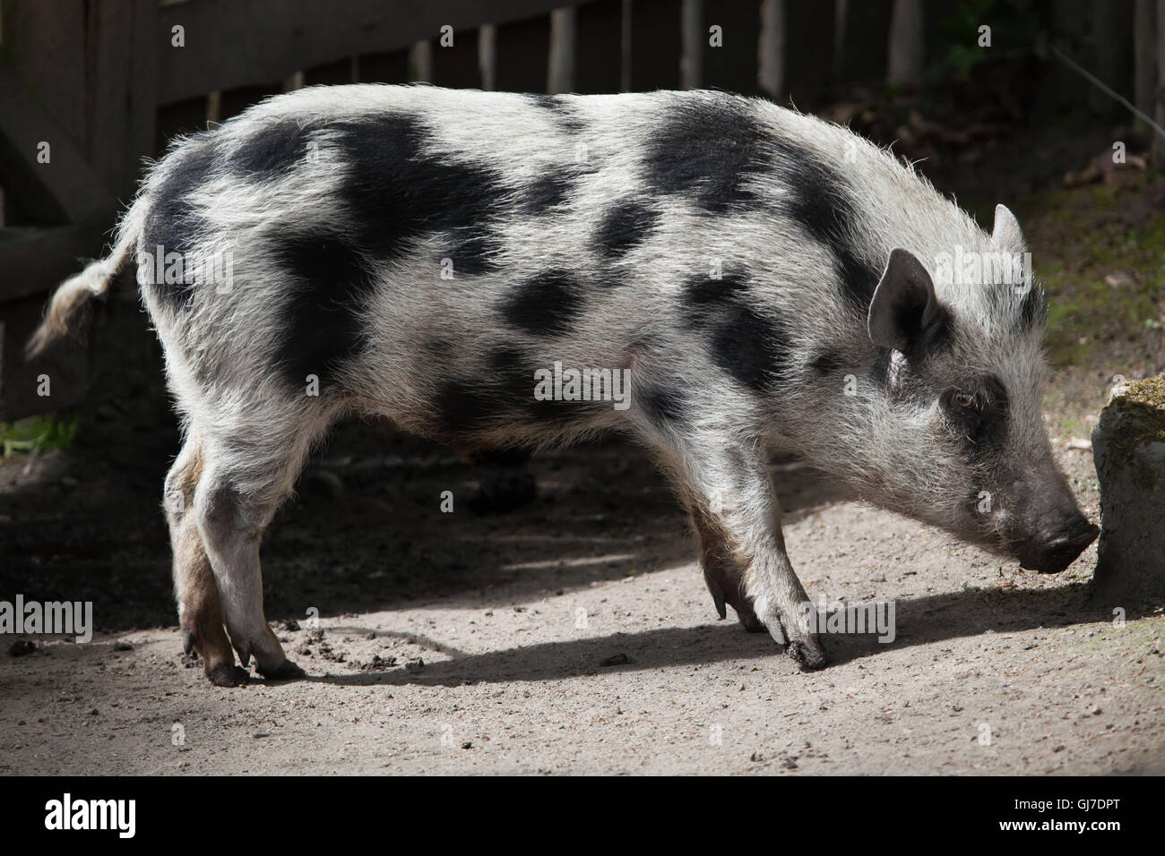 Gottingen minipig immagini e fotografie stock ad alta risoluzione - Alamy