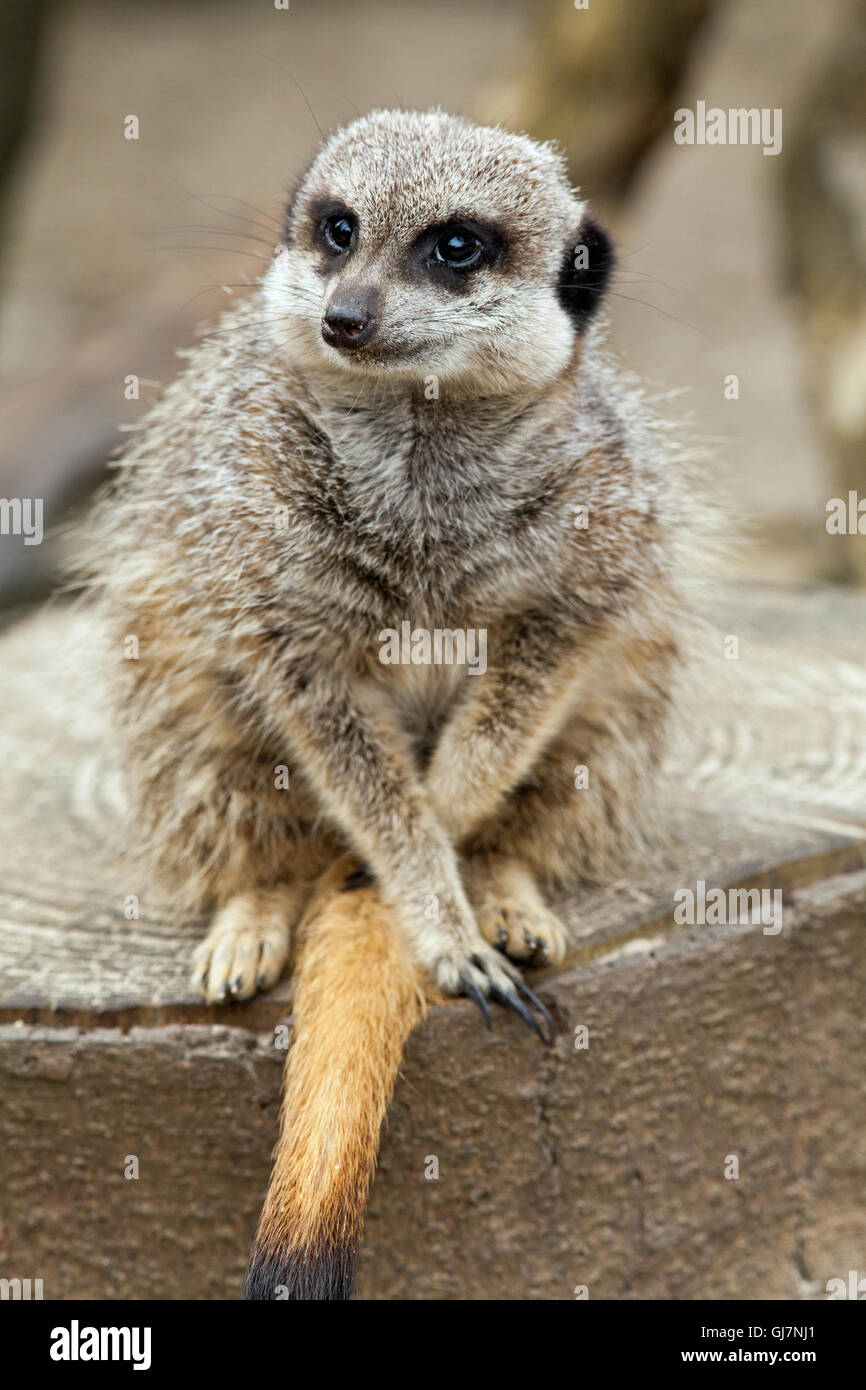 Suricato suricate suricatta immagini e fotografie stock ad alta ...