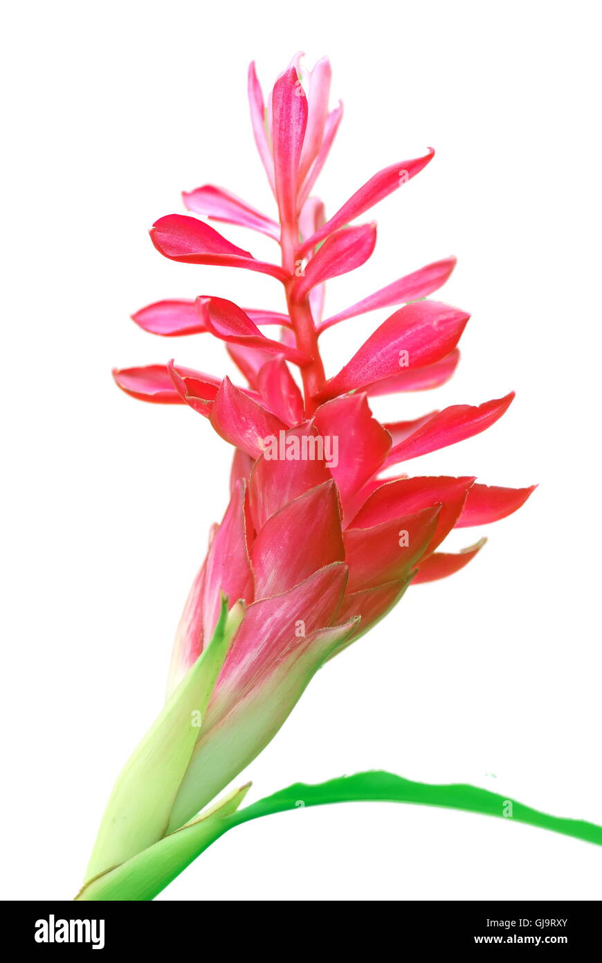 Musa musaceae immagini e fotografie stock ad alta risoluzione - Alamy