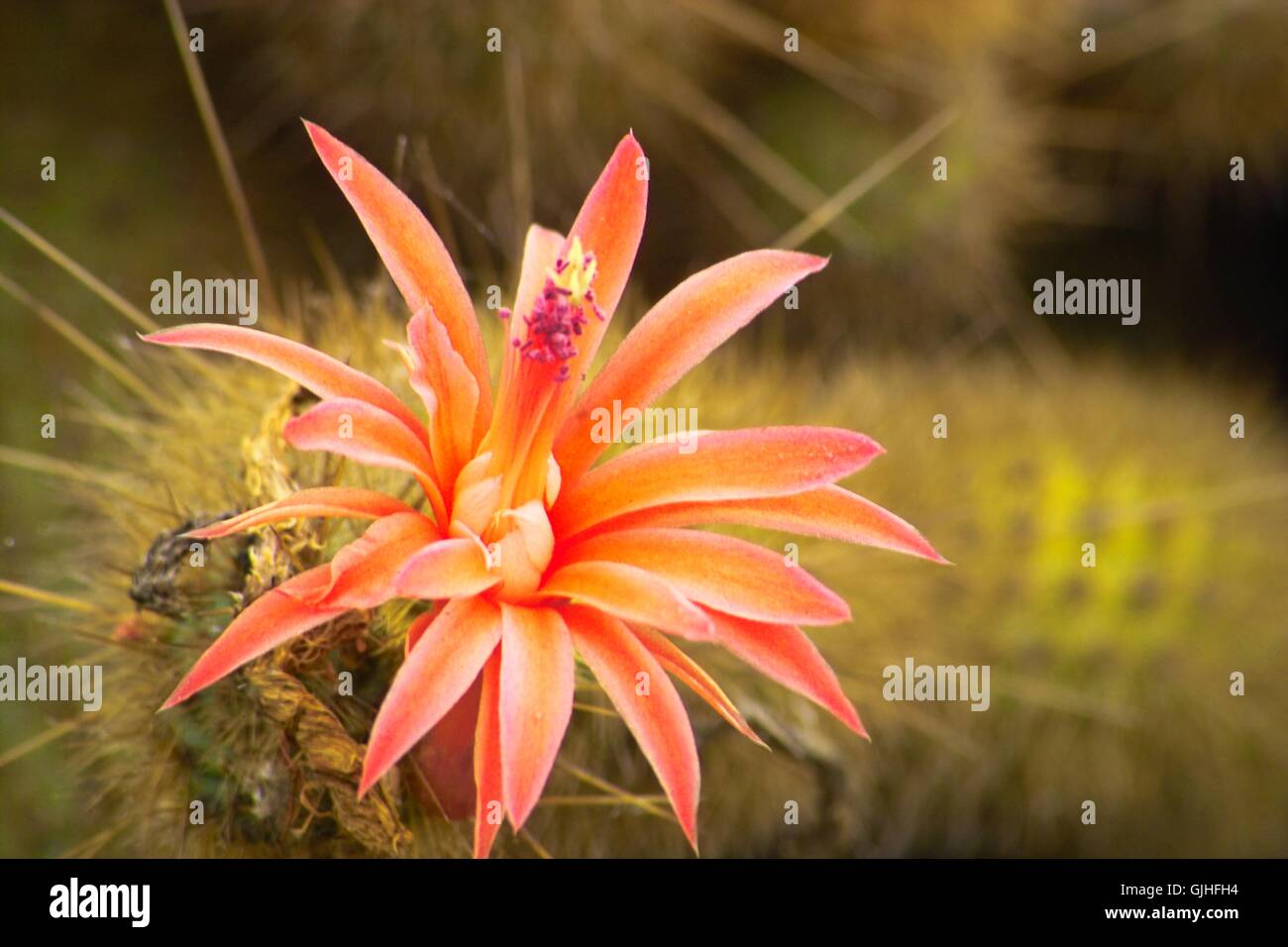 Matucana cactus immagini e fotografie stock ad alta risoluzione - Alamy
