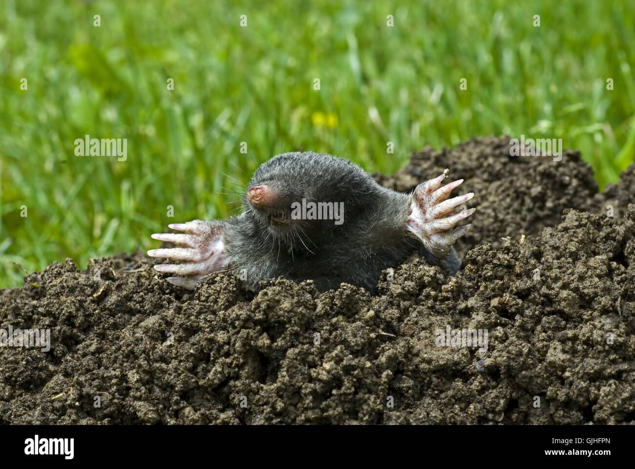 la piccola talpa Foto stock - Alamy