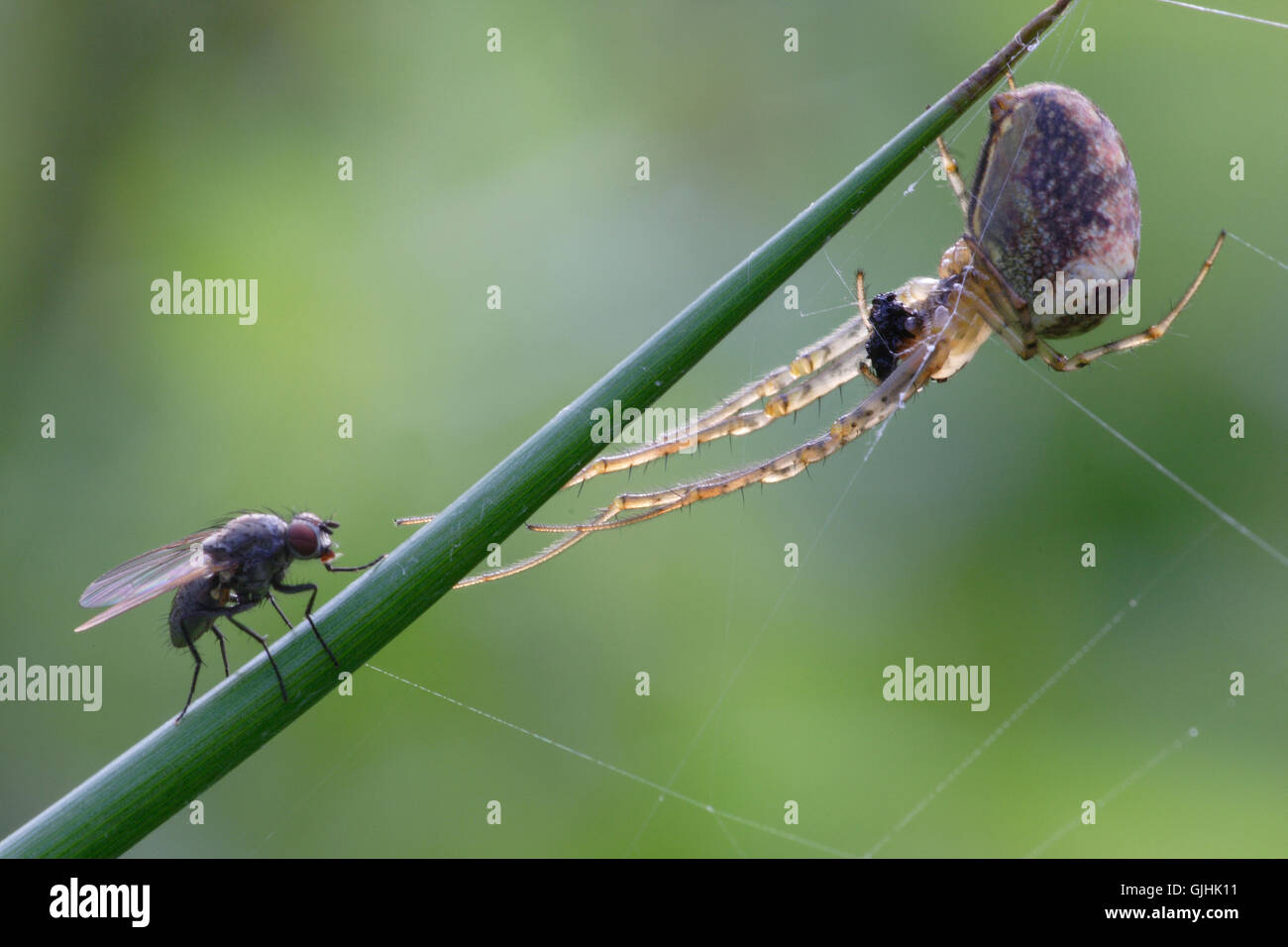 Gambe pericolose immagini e fotografie stock ad alta risoluzione - Alamy