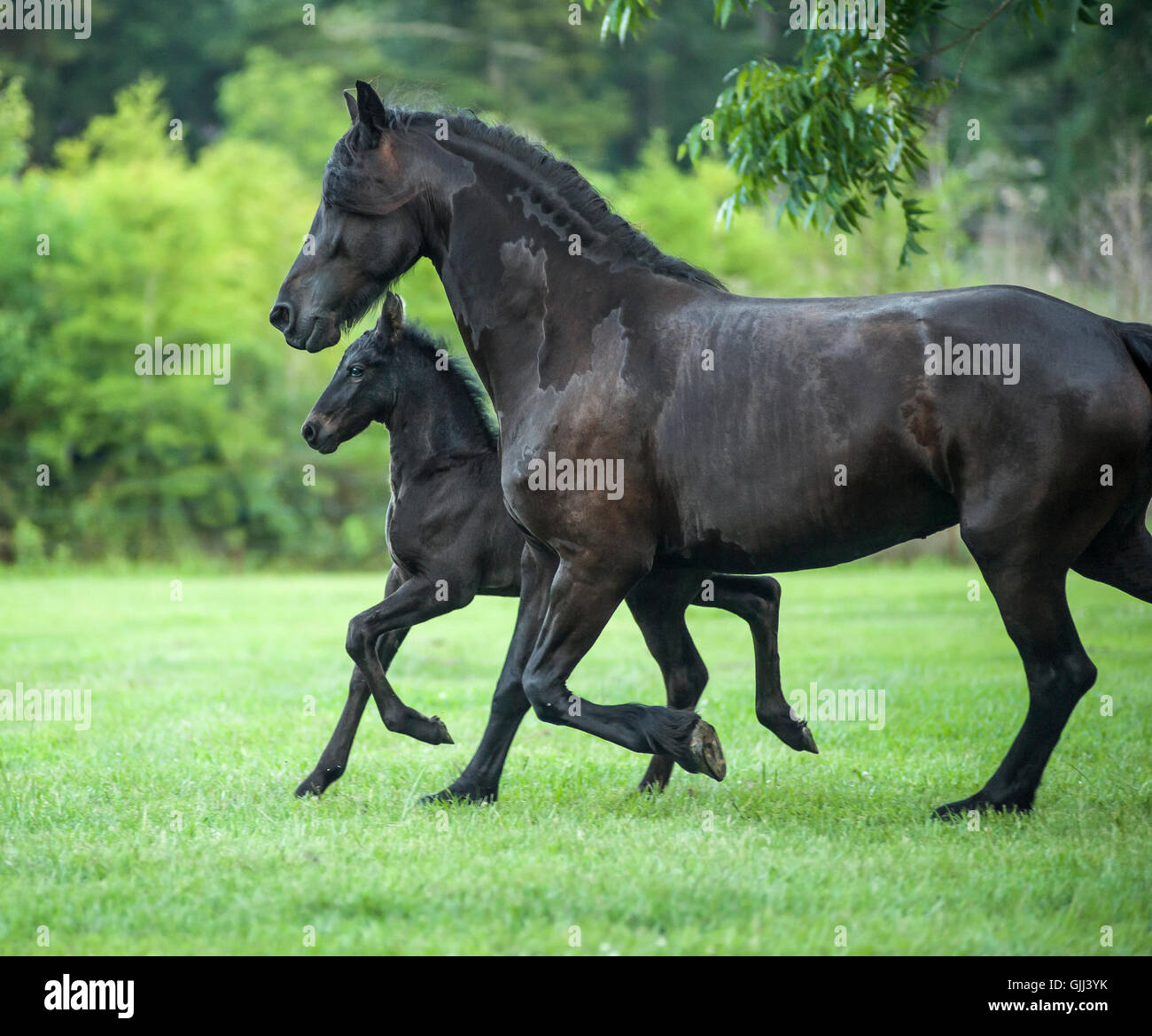 Cavallo frisone nero immagini e fotografie stock ad alta risoluzione ...
