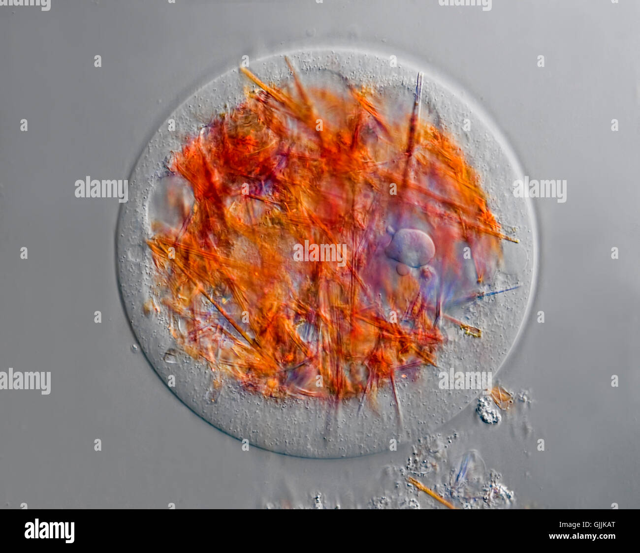 Nucleo della cellula immagini e fotografie stock ad alta risoluzione - Alamy
