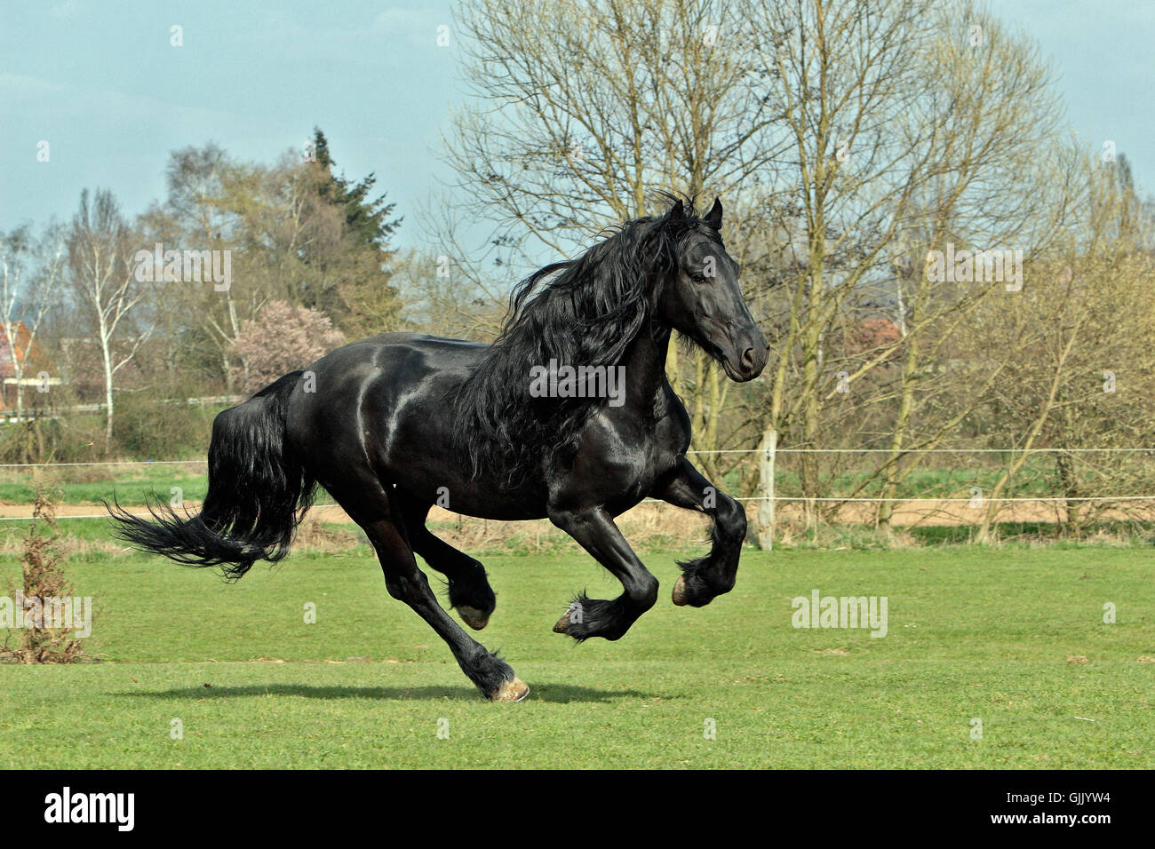 Cavallo stallone immagini e fotografie stock ad alta risoluzione - Alamy