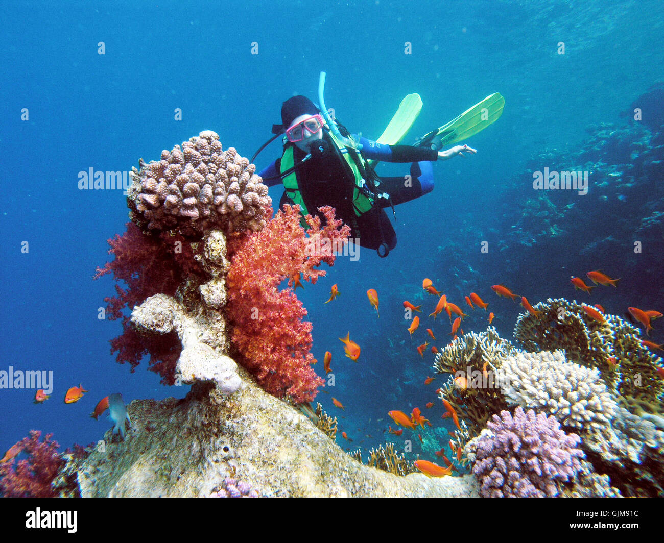 Strutture della barriera corallina immagini e fotografie stock ad alta ...