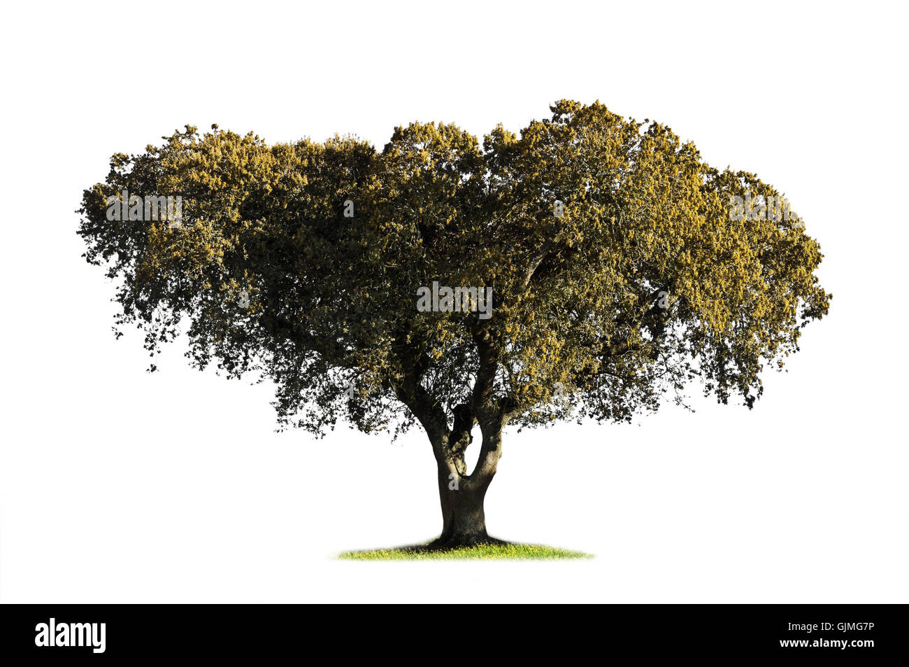 Leccio albero Immagini senza sfondo e Foto Stock ritagliate - Alamy