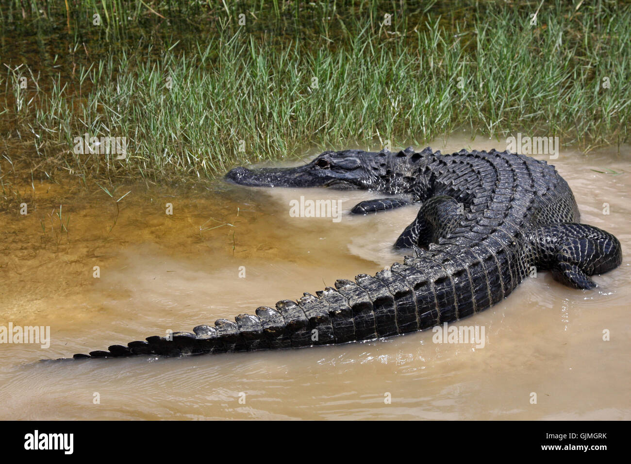 America reptile immagini e fotografie stock ad alta risoluzione - Alamy