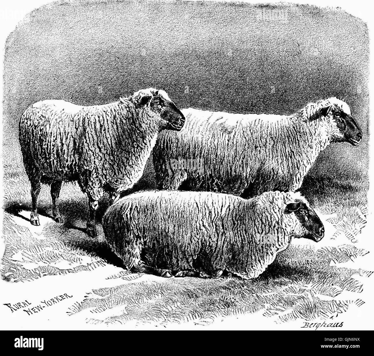 Razze robuste di pecore immagini e fotografie stock ad alta risoluzione ...