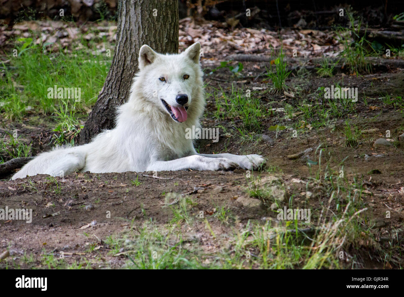 Lupo bianco selvatico che riposa immagini e fotografie stock ad alta ...