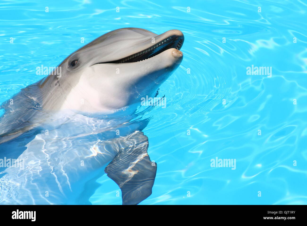 Delfino mammifero immagini e fotografie stock ad alta risoluzione - Alamy