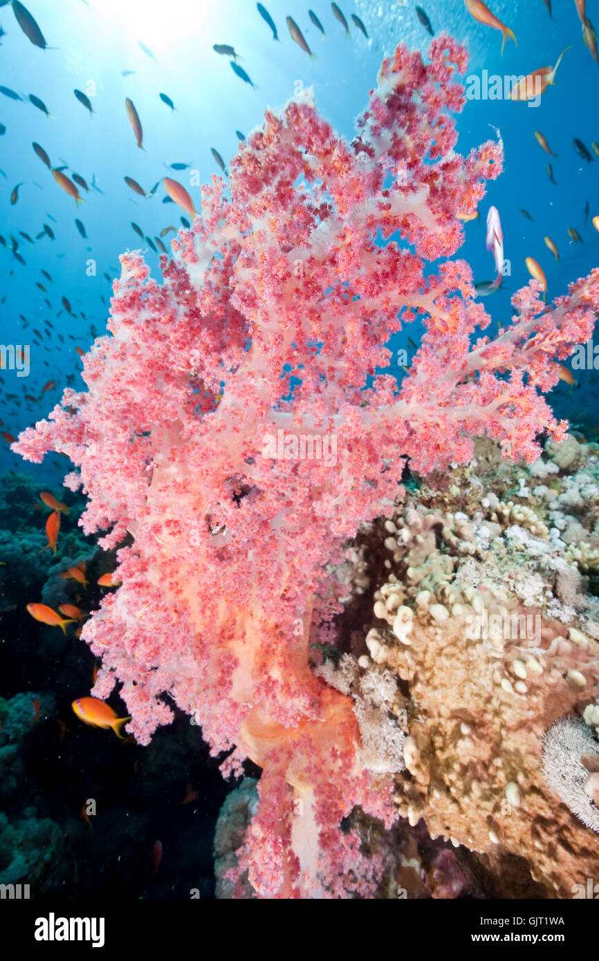 Pesce sole d'acqua salata immagini e fotografie stock ad alta ...