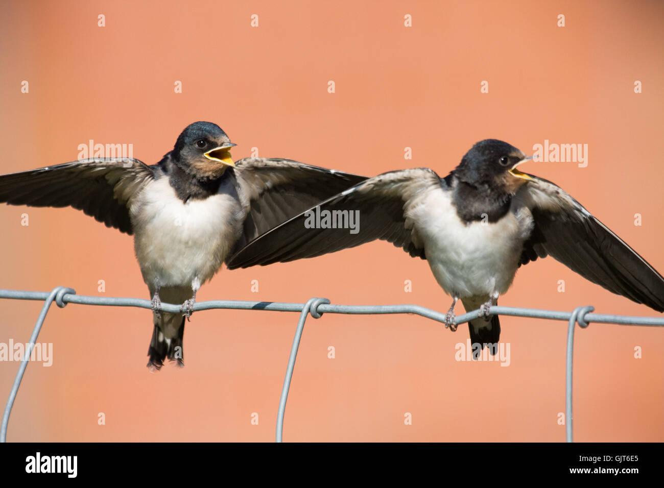 Rondini volano immagini e fotografie stock ad alta risoluzione - Alamy