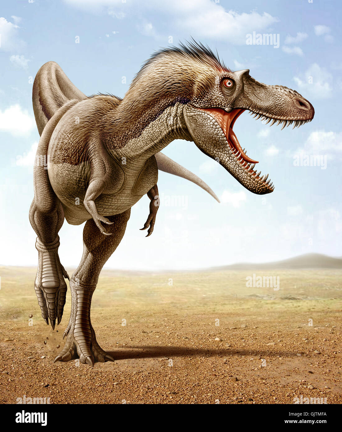 Gorgosaurus libratus immagini e fotografie stock ad alta risoluzione ...