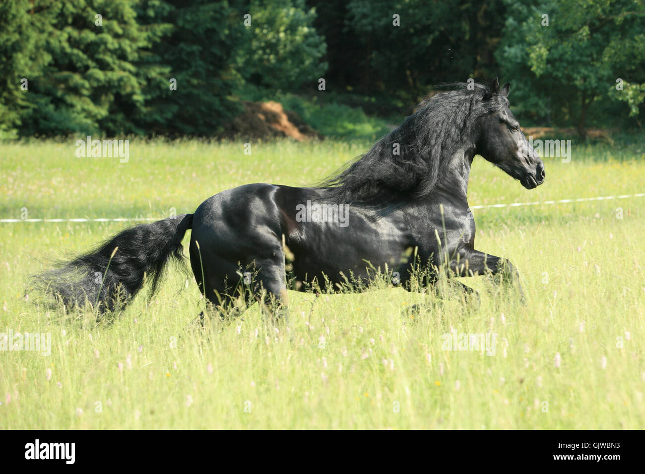Cavallo stallone immagini e fotografie stock ad alta risoluzione - Alamy