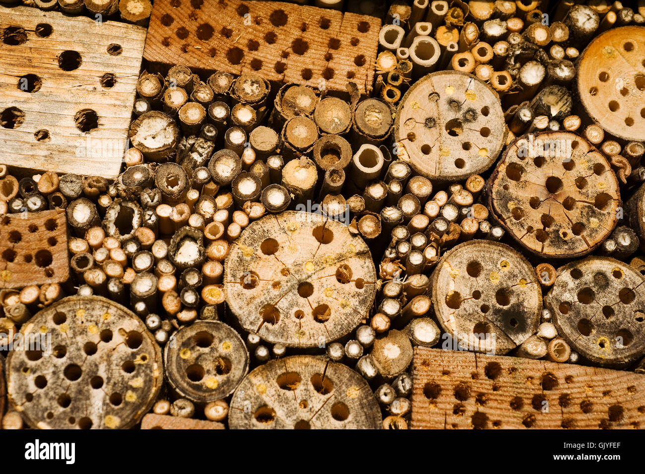 Insetti insetti da legno immagini e fotografie stock ad alta ...