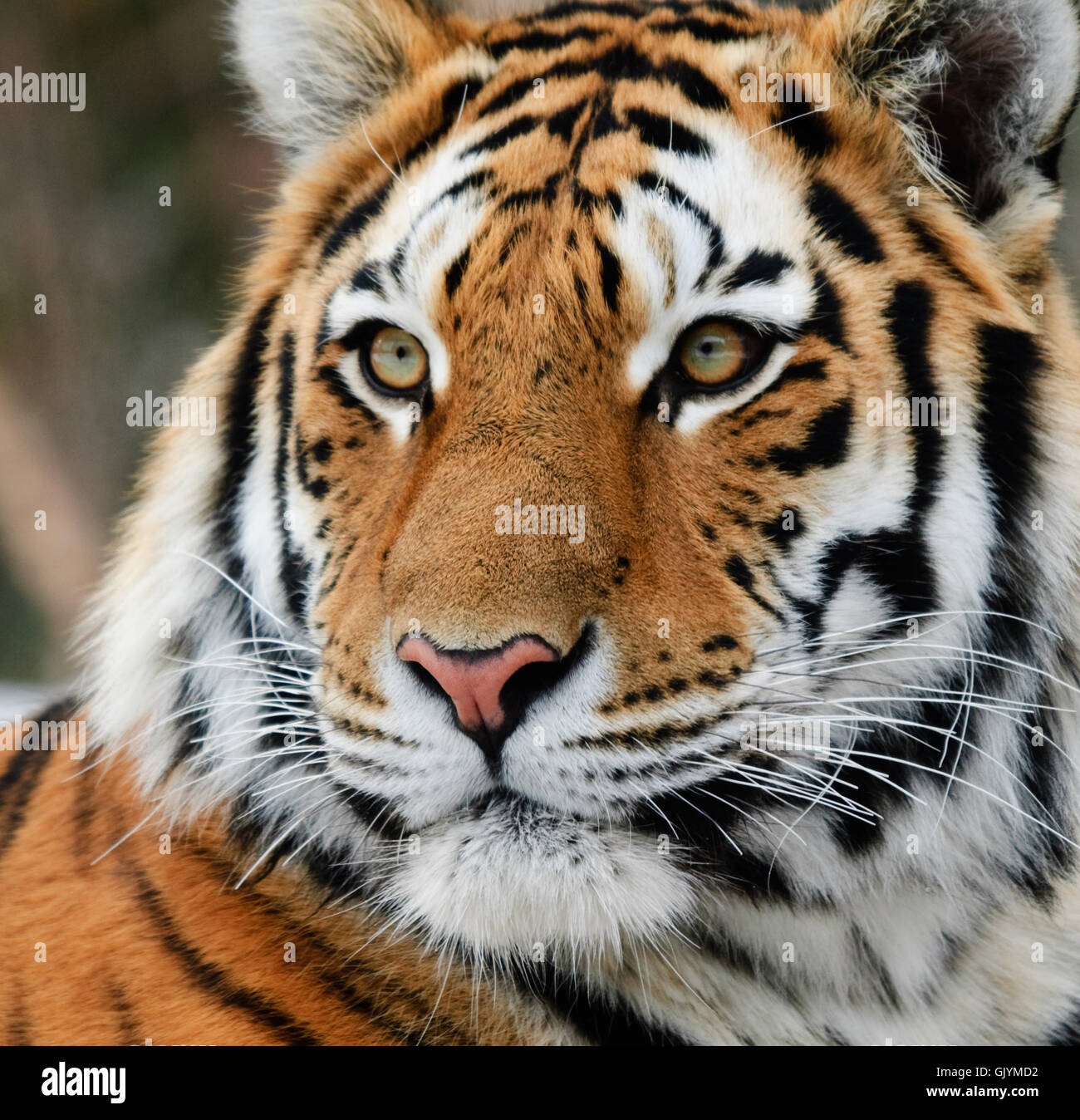 Animale tigre grande gatto felino immagini e fotografie stock ad alta ...