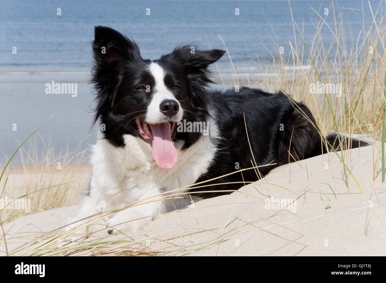 Spiaggia di fronte al mare di border collie immagini e fotografie stock ...