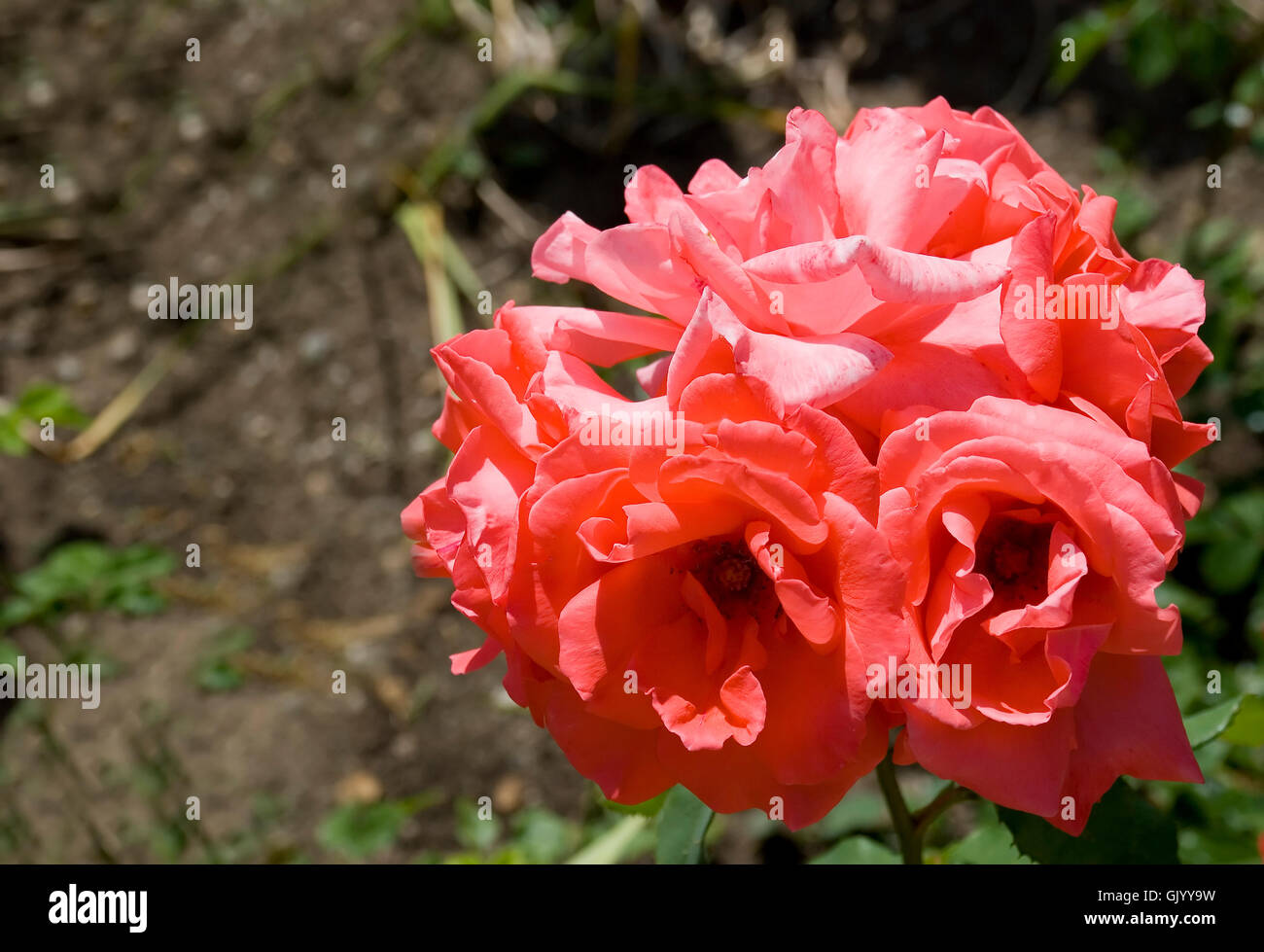 Rosa di velluto immagini e fotografie stock ad alta risoluzione - Alamy