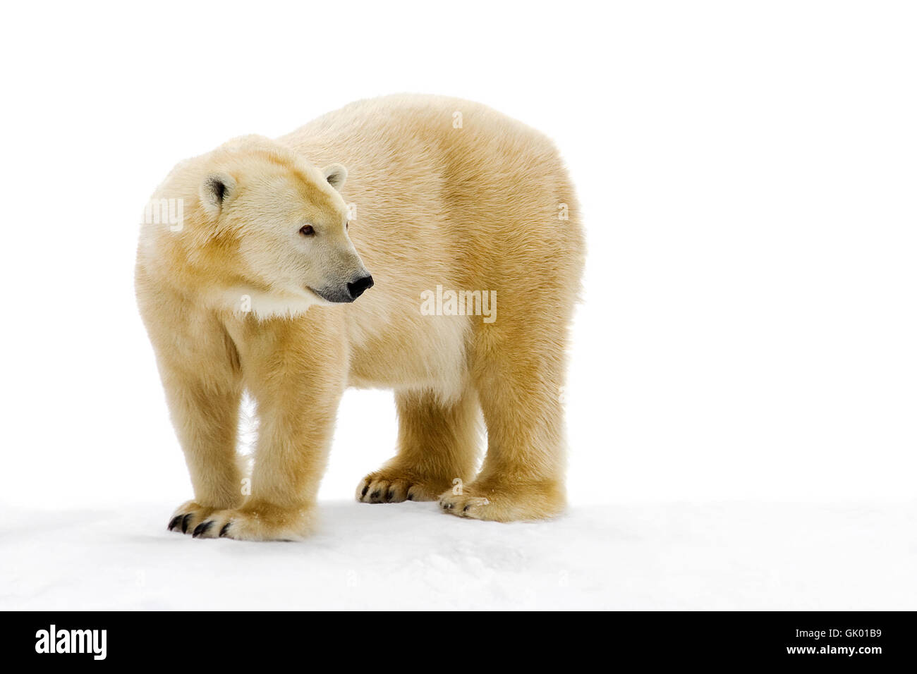 Pelle di orso polare immagini e fotografie stock ad alta risoluzione ...