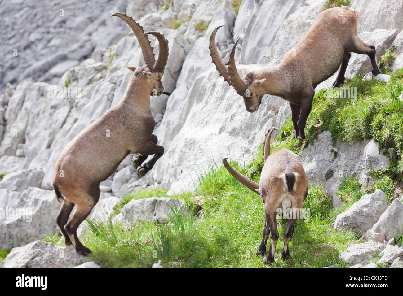 Animali da combattimento immagini e fotografie stock ad alta ...