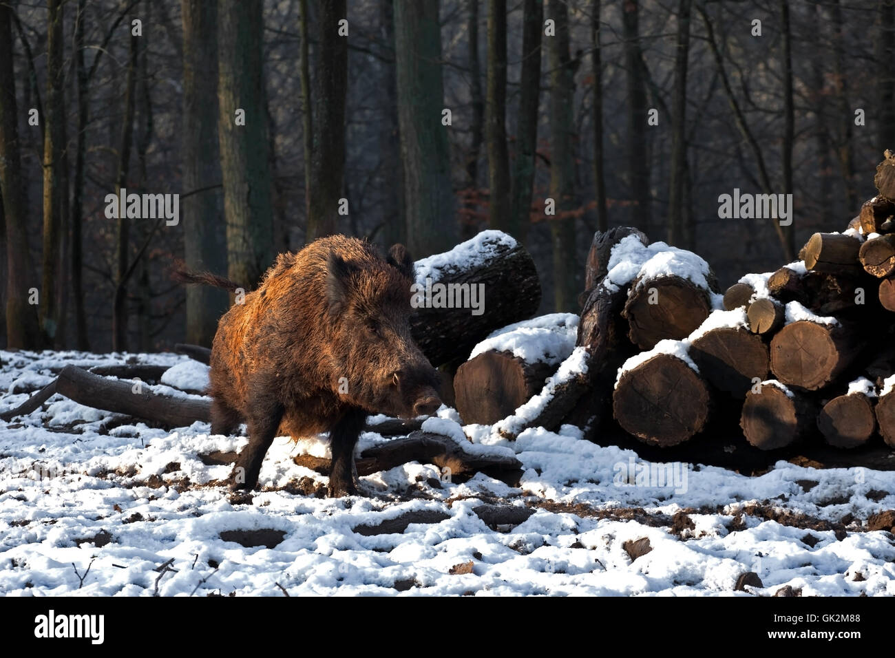 Cinghiale da vicino immagini e fotografie stock ad alta risoluzione - Alamy
