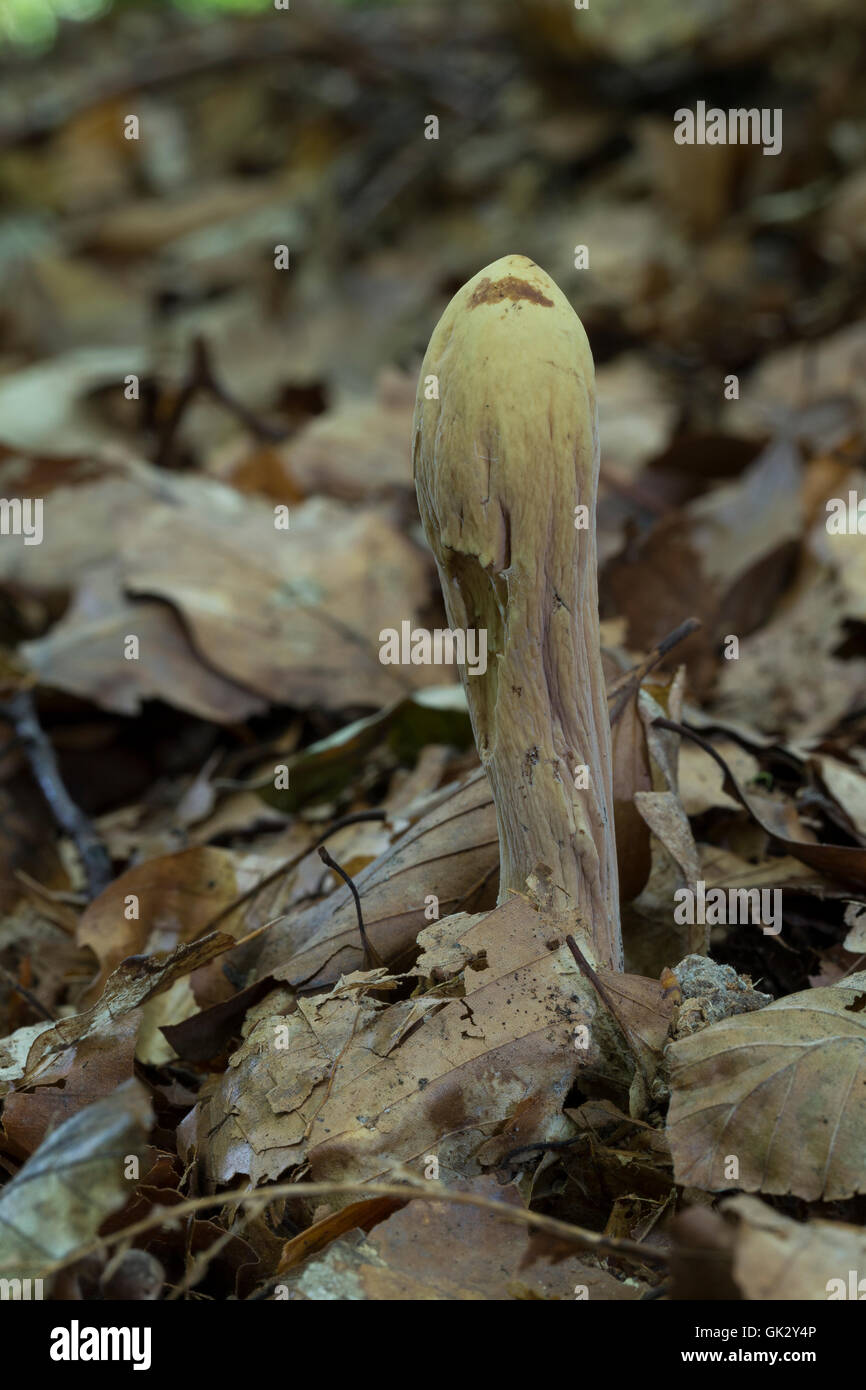 Herkules riesenkeule immagini e fotografie stock ad alta risoluzione ...