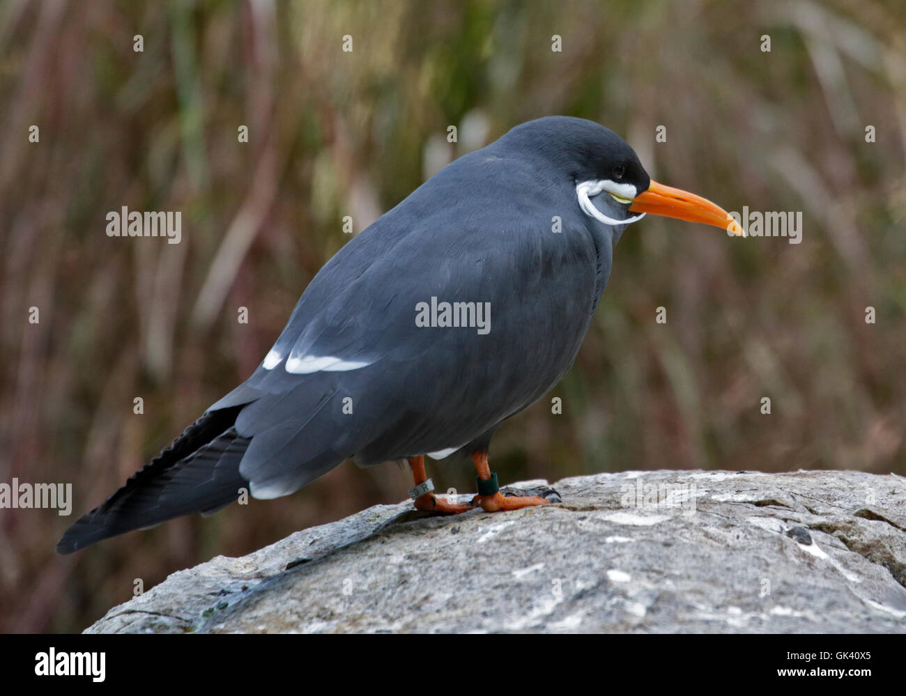 Inca sterna larosterna inca immagini e fotografie stock ad alta ...