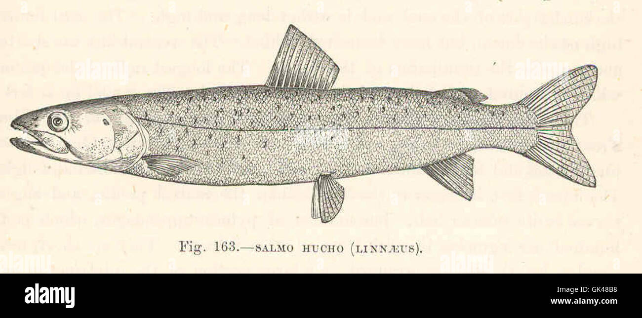 Mappa di salmo immagini e fotografie stock ad alta risoluzione - Alamy