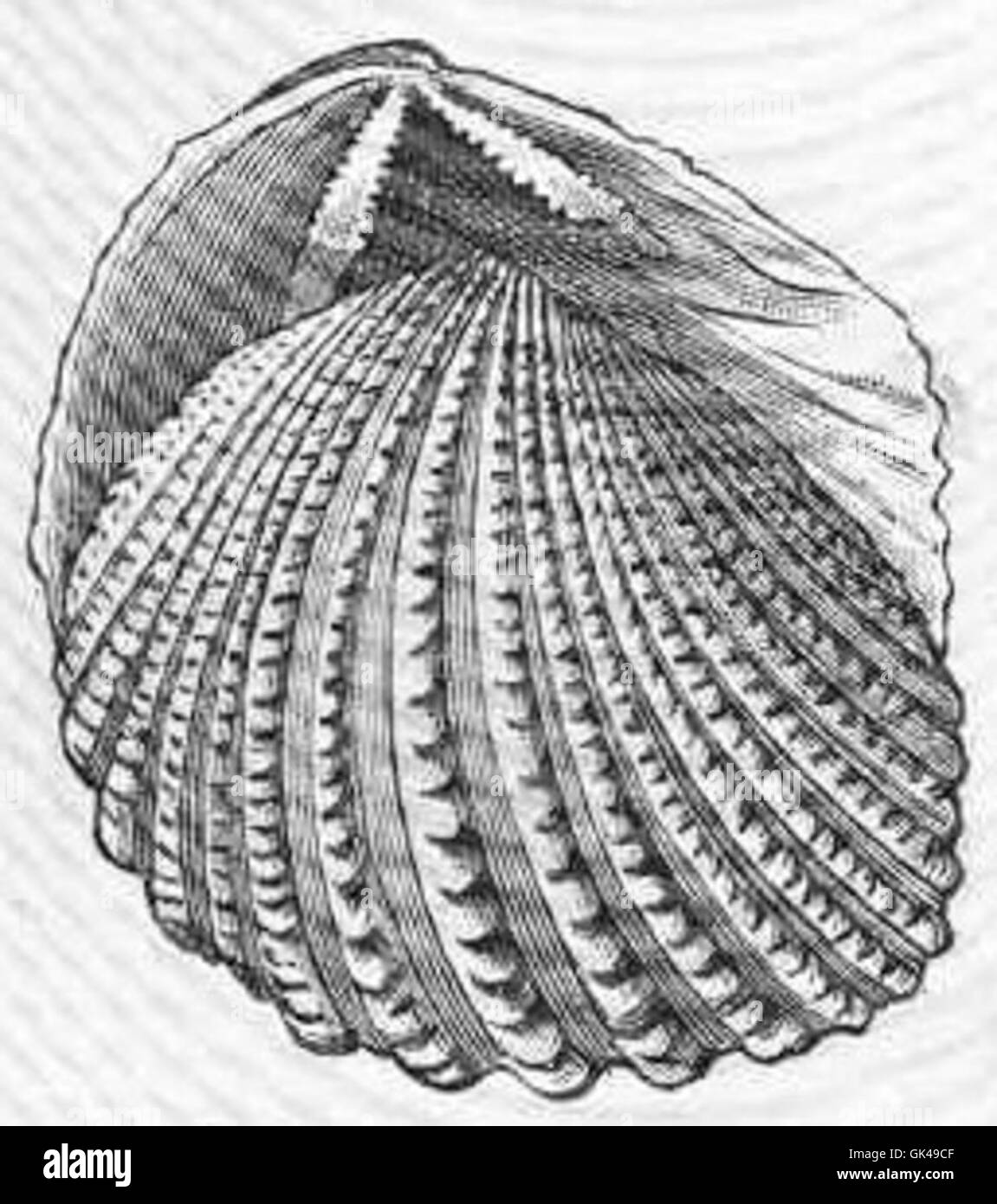 Trigonia pectinata immagini e fotografie stock ad alta risoluzione - Alamy