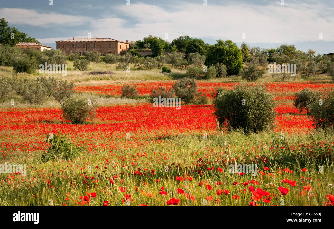 Papavero rosso d'italia immagini e fotografie stock ad alta risoluzione ...