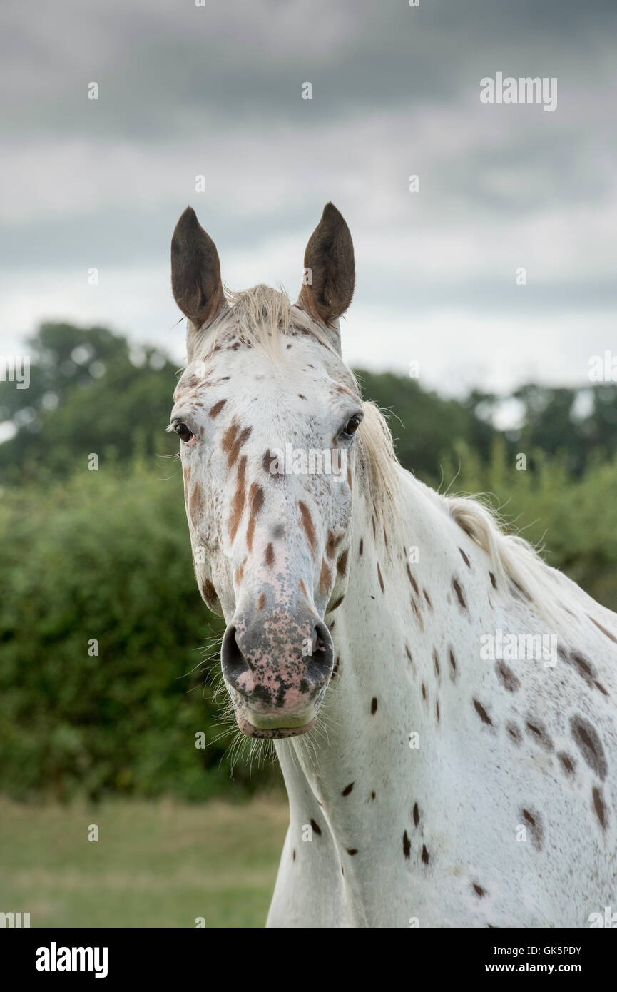Cavallo bianco con macchie immagini e fotografie stock ad alta ...