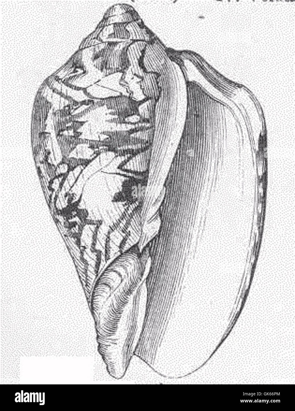Voluta scapha immagini e fotografie stock ad alta risoluzione - Alamy