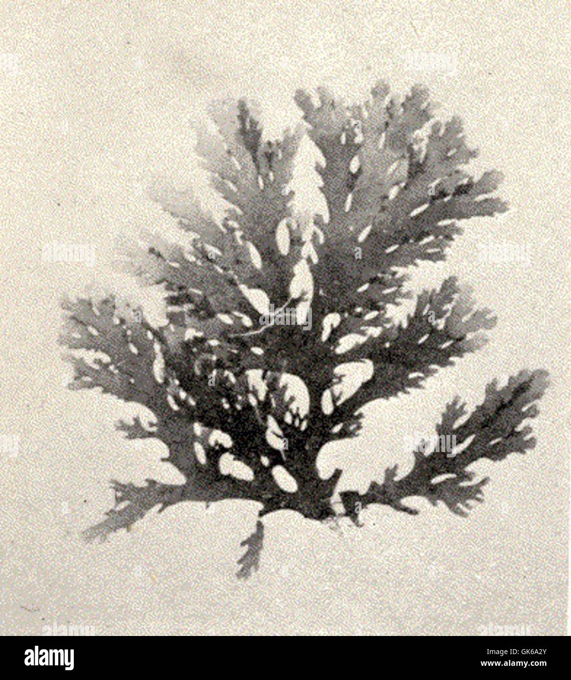 Callophyllis variegata immagini e fotografie stock ad alta risoluzione ...